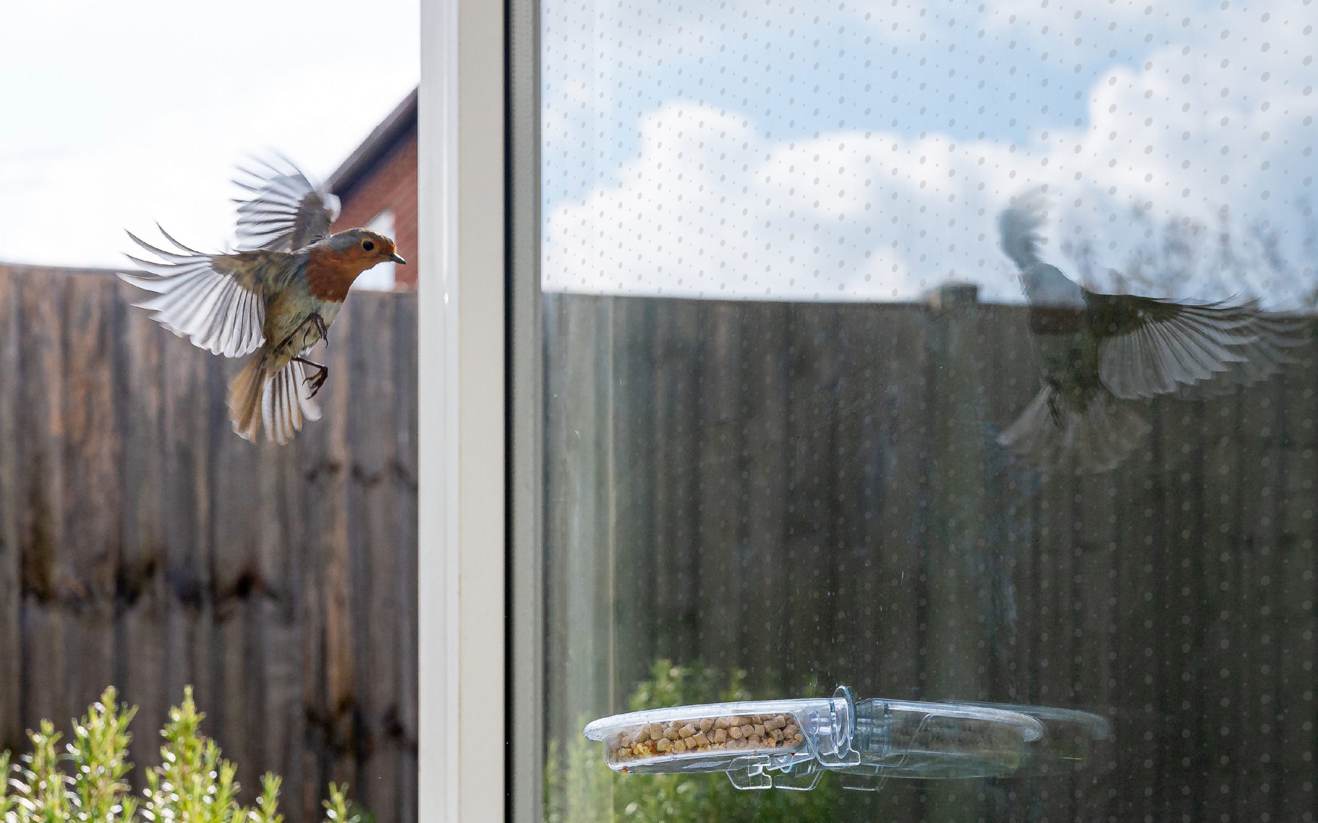 Bird Safe Window Film from SOLYX | U.S. Film Crew